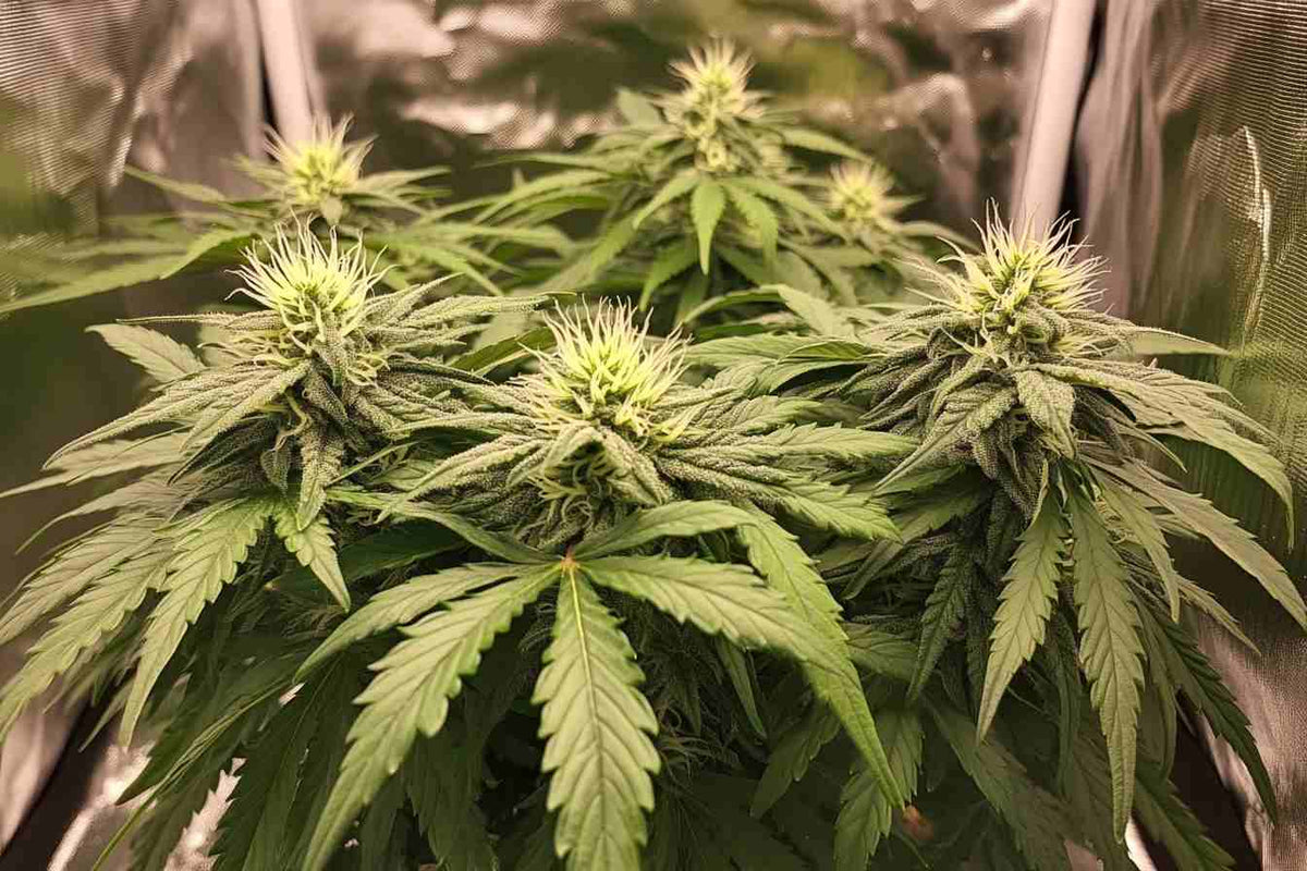 Grow Room vs Grow Tent: Which Indoor Setup Wins in 2025 – TheOneGrow