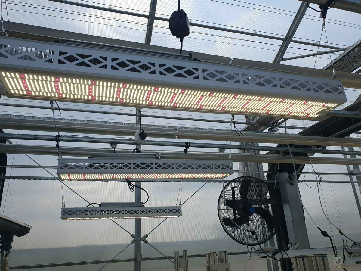 600 Watt Light for Greenhouse supplemental light---TheOneGrow