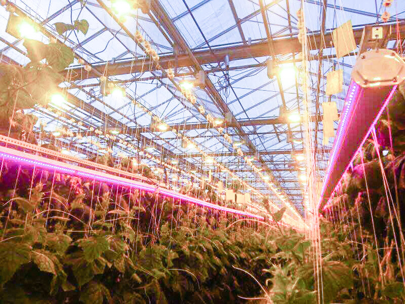 What advantages of Greenhouse LED Grow Lights provide? – TheOneGrow